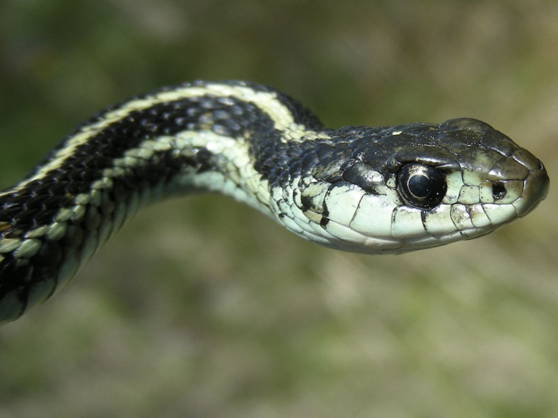 ONH - Garter Snakes