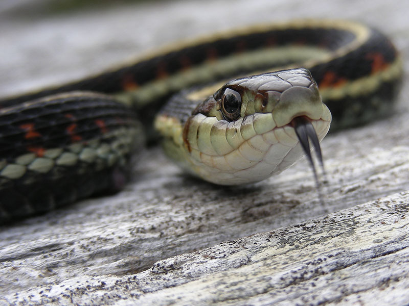 ONH - Garter Snakes